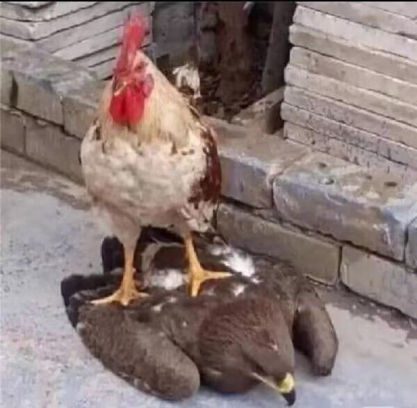 弔图和meme（44）_喵御宅_MFuns_兴趣至上的二次元社区